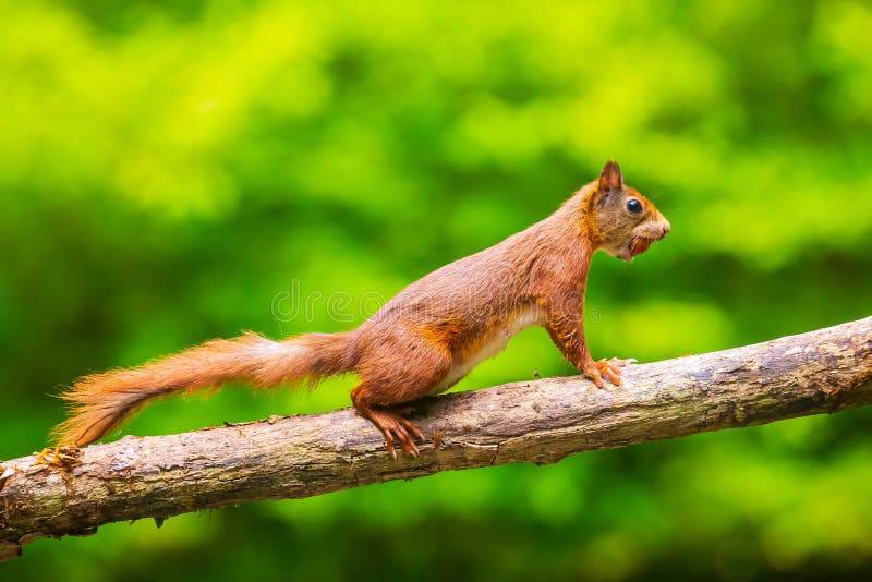 Curious Eurasian Red Squirrel, Sciurus Vulgaris, Running and Jumping ...