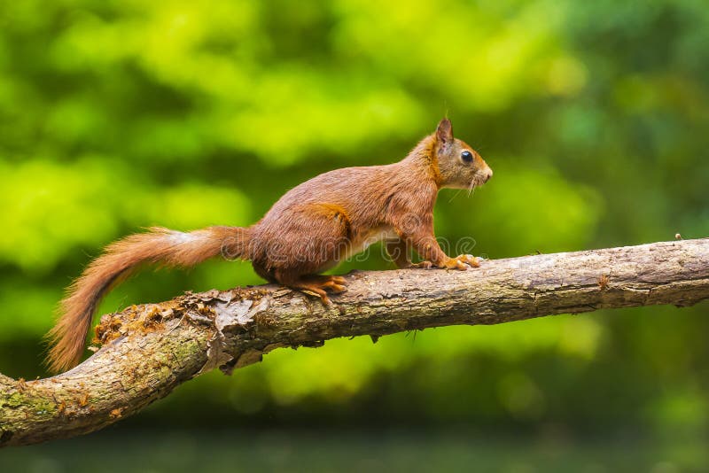 Curious Eurasian Red Squirrel, Sciurus Vulgaris, Running and Jumping ...