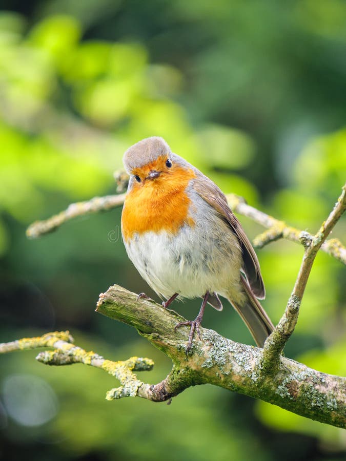 Curious Robin stock image. Image of creatures, funny - 30222231