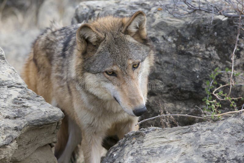 Curious Eyes of Timber Wolf Stock Photo - Image of curious, lupus: 42659604
