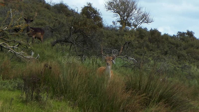 Curious Fallow Deer Come Closer To Get a Better Look at the Camera ...