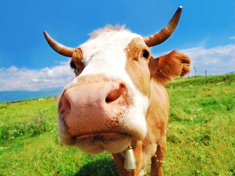 Curious farm bull stock photo. Image of looking, rural - 6715014