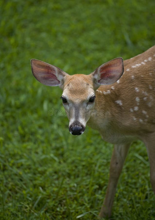 Curious fawn stock photo. Image of grass, green, fawn - 10829984