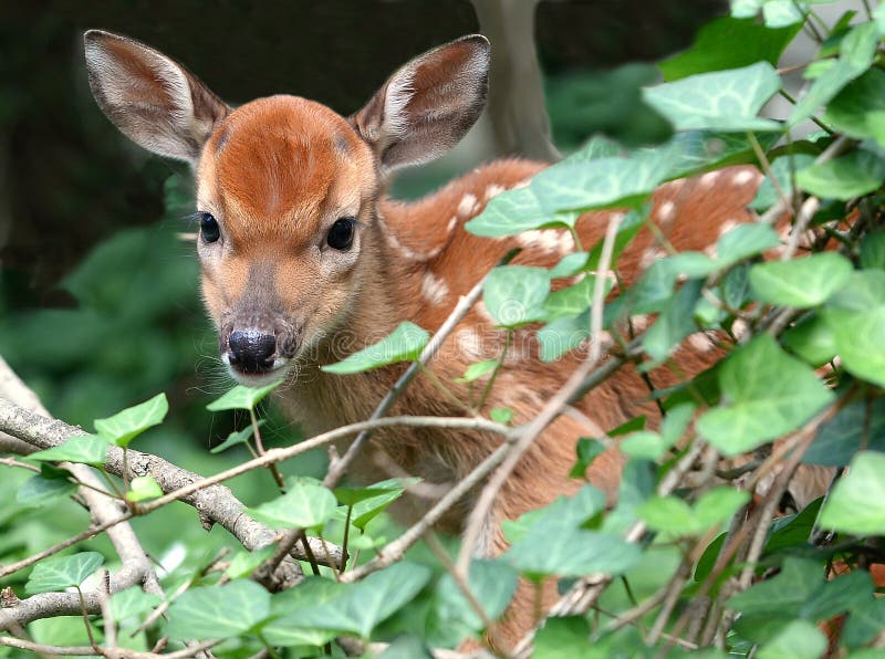 Curious Fawn in a Ivy Patch Stock Photo - Image of woods, patch: 123391548