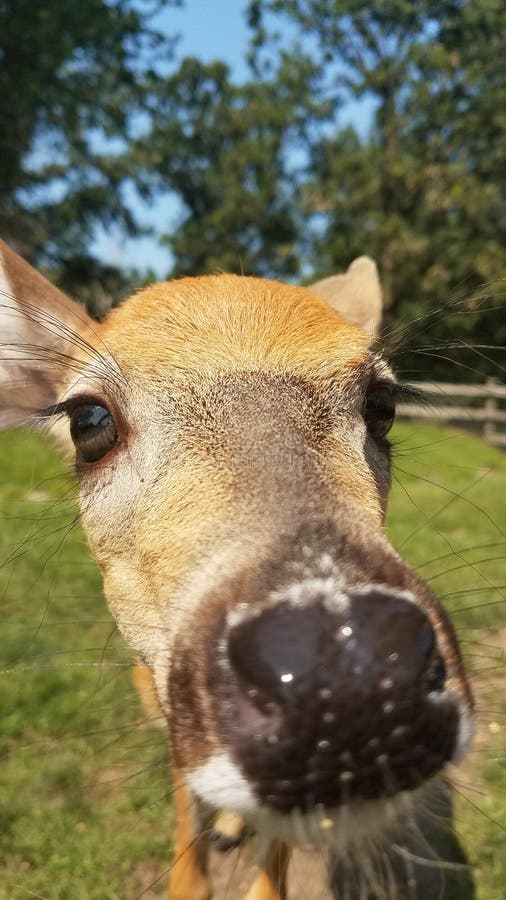 Curious Whitetail Buck stock photo. Image of alert, hunt - 9846996