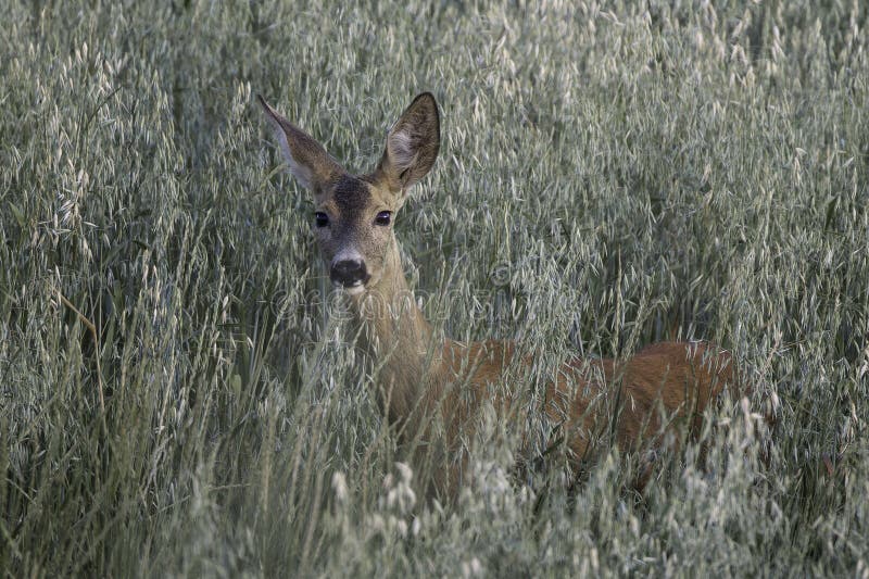 Curious Female Roe Deer in the Field Stock Image - Image of wilderness ...