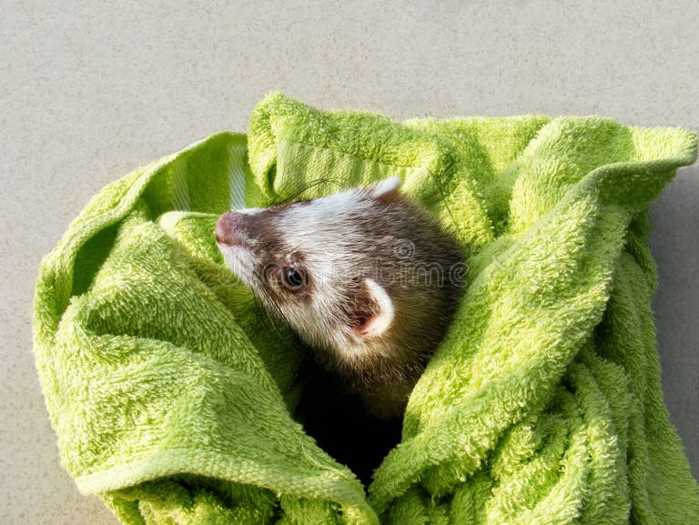 Curious ferret stock image. Image of cute, hide, female - 7895997