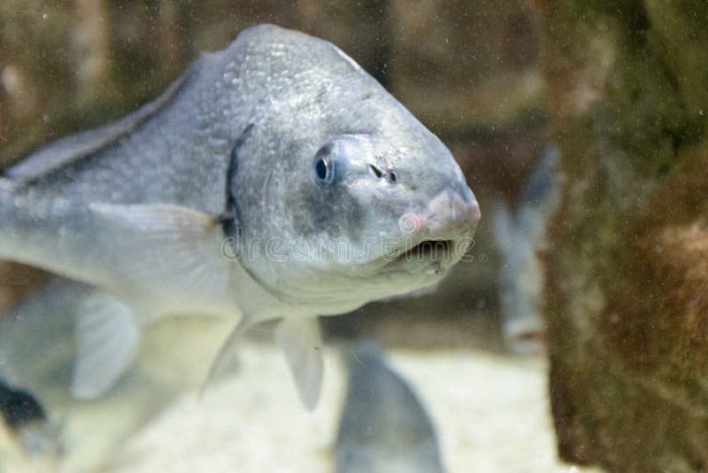 Curious Koi Fish 4 stock image. Image of curious, macro - 165467255