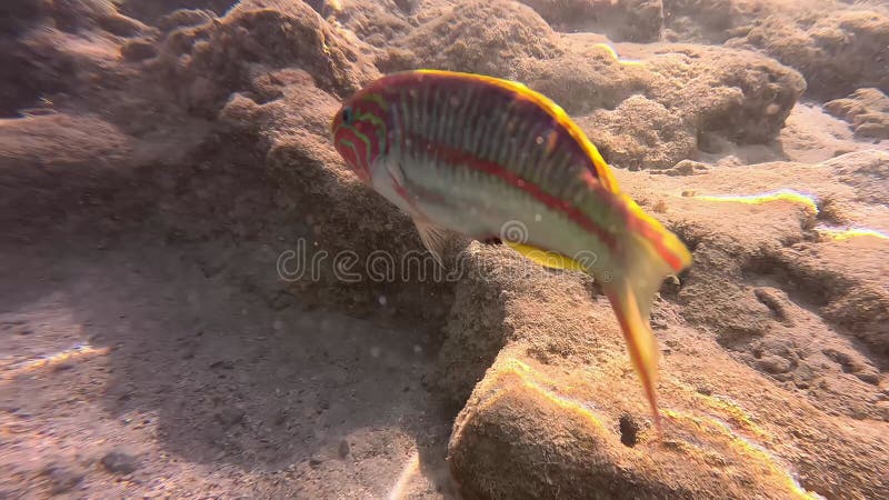 Curious Fish Swims through Sunlit Coral Reef Stock Video - Video of ...