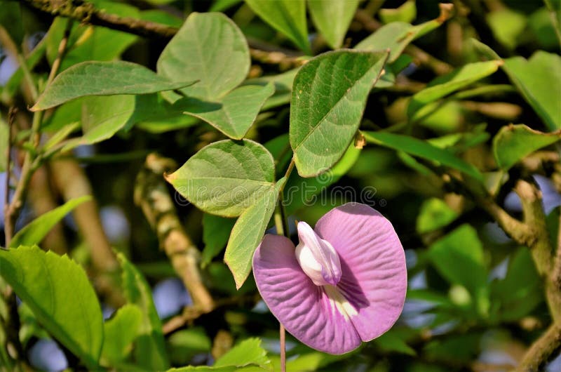 The Curious Flower of Centrosema Molle Stock Photo - Image of ...