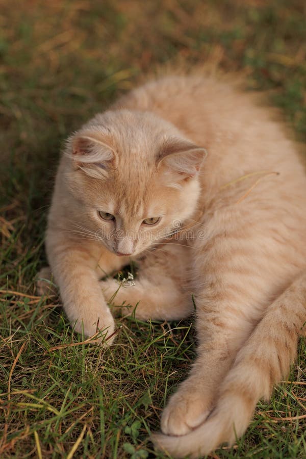 A Curious and Fluffy Orange Kitten Exploring Outdoors. Stock Photo ... A Curious and Fluffy Orange Kitten Exploring Outdoors. Stock Photo ...