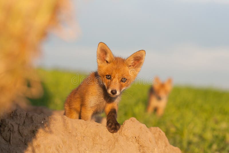 Wild Red Fox Kit stock image. Image of healthy, alert - 19446203
