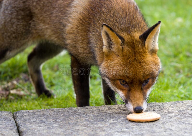A Curious Fox is Sniffing a Cookie Stock Photo - Image of paws, nature ...
