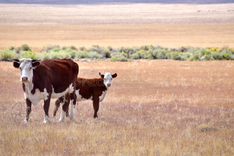 Western cattle range stock image. Image of desert, rangeland - 906859