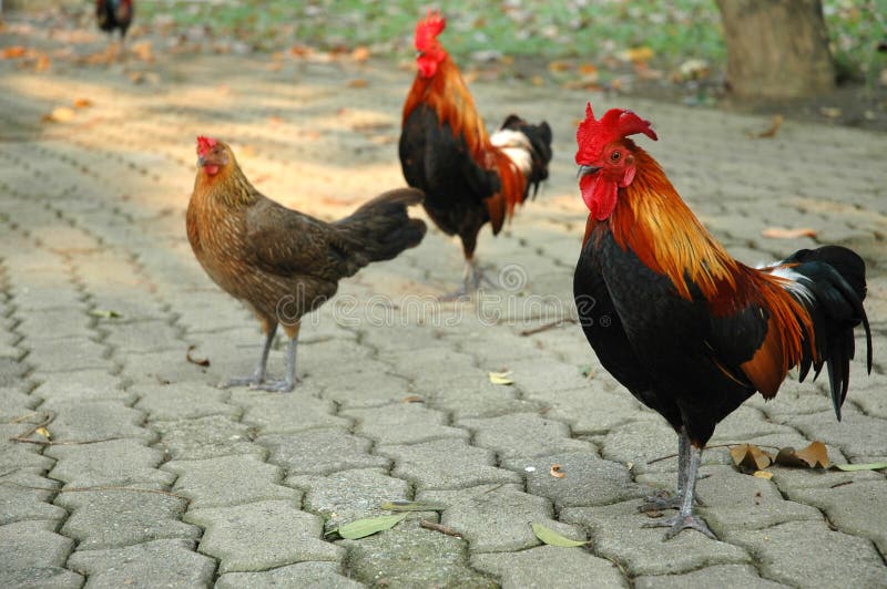 Curious Free-range Rooster and Hen Stock Image - Image of organic ...