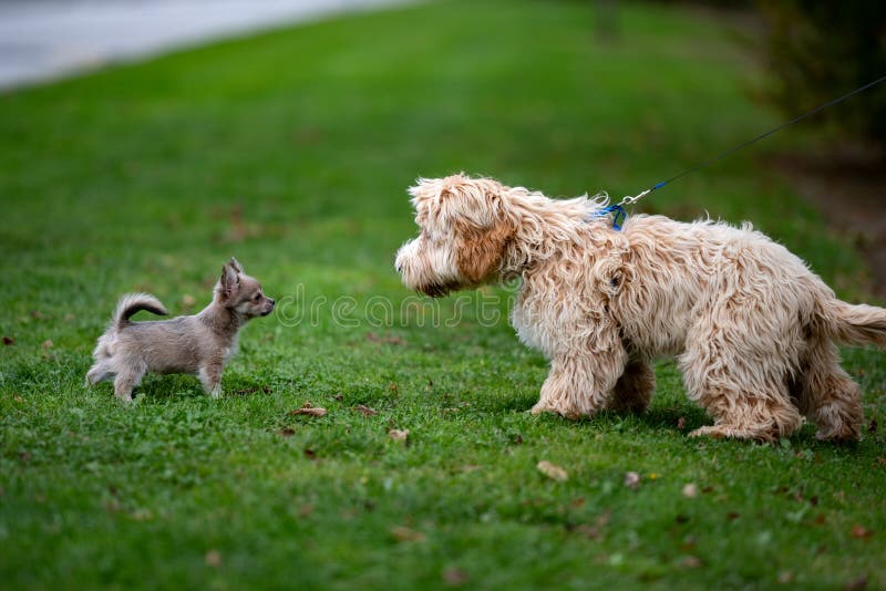 Curious Friends stock photo. Image of small, white, dogs - 128754852