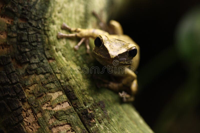 Smiling frog stock image. Image of watching, smile, sitting - 5473589