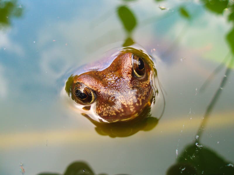 Boy curious of toad stock image. Image of childhood, looking - 1316473
