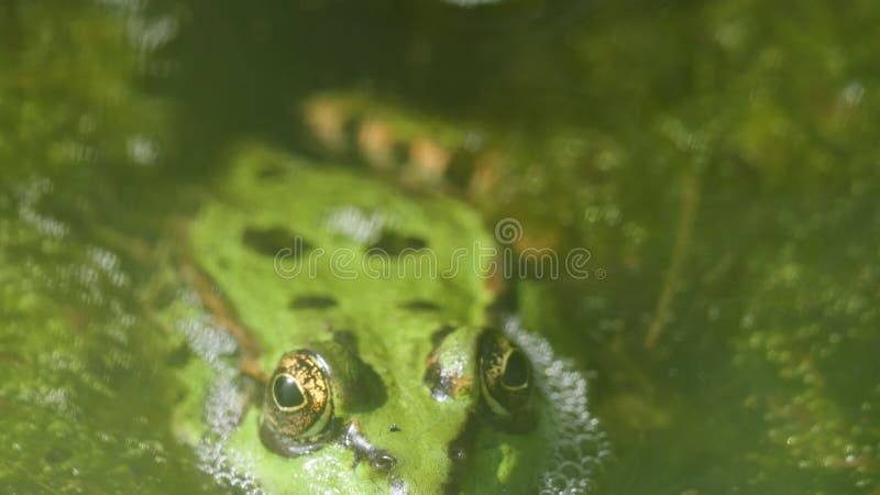 Curious Frog Peeks Out from the Water, Surrounded by Tiny Bubbles and ...