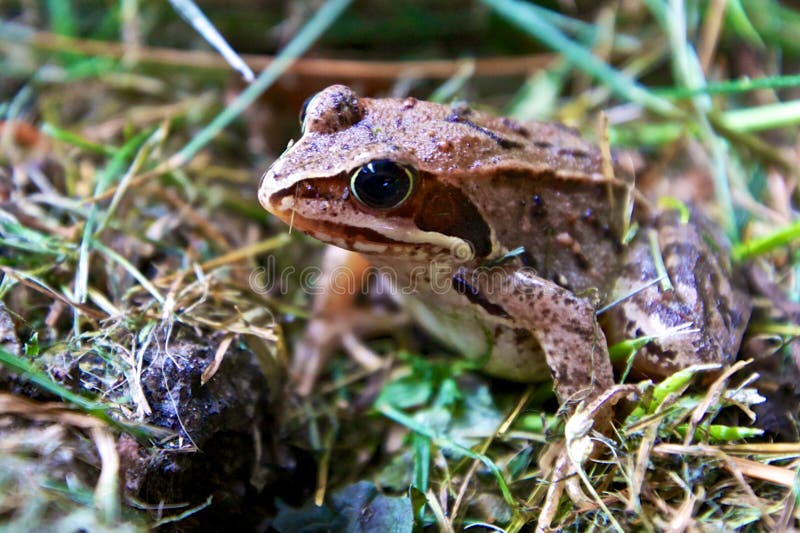 Curious frog s look stock image. Image of macro, environment - 32446715