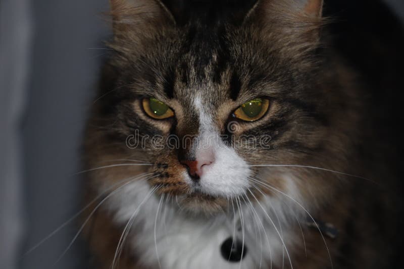 Angry Cat stock image. Image of curious, home, alone - 157677351