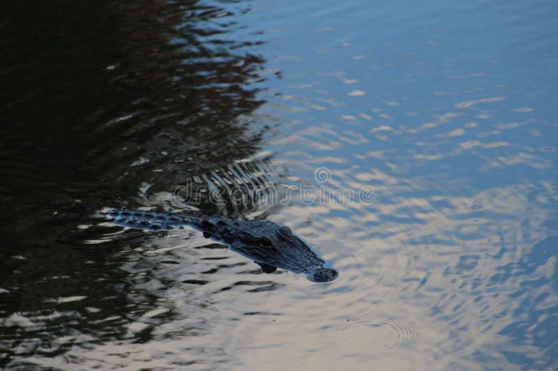 Curious Gator stock image. Image of duck, animal, check - 351977887