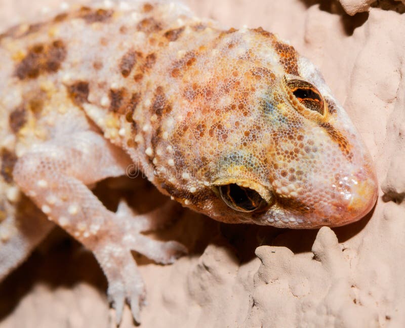 Curious Gecko Head Shot stock image. Image of landscape - 47813931