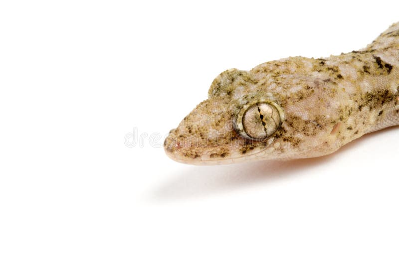 Gecko skin (Texture) stock photo. Image of lizard, hemidactylus - 38602168