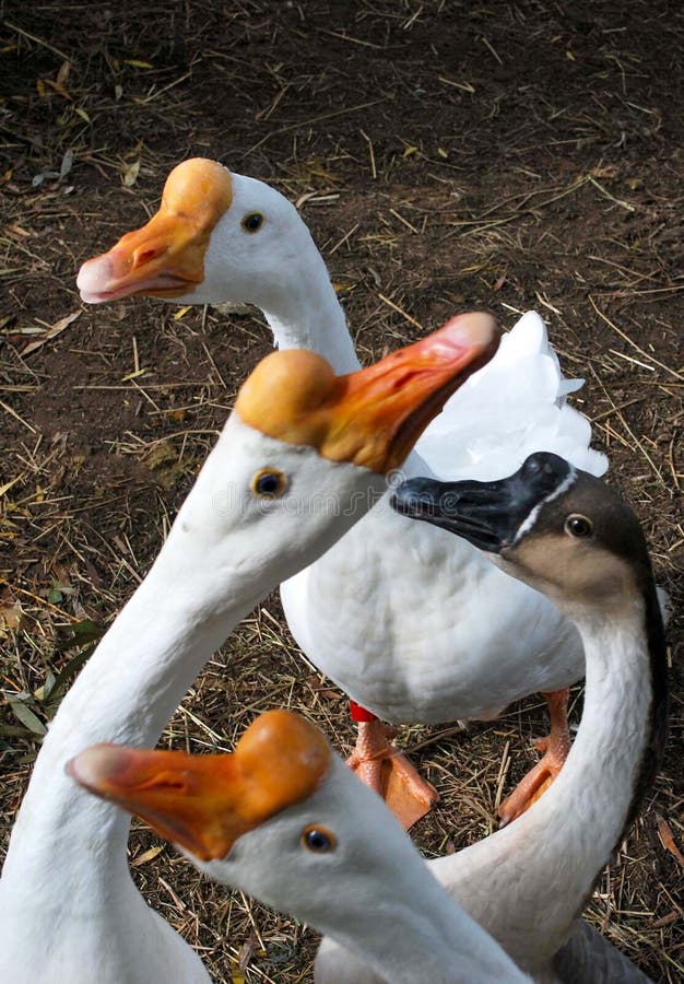 Curious Geese stock image. Image of forty, angle, four - 67918463