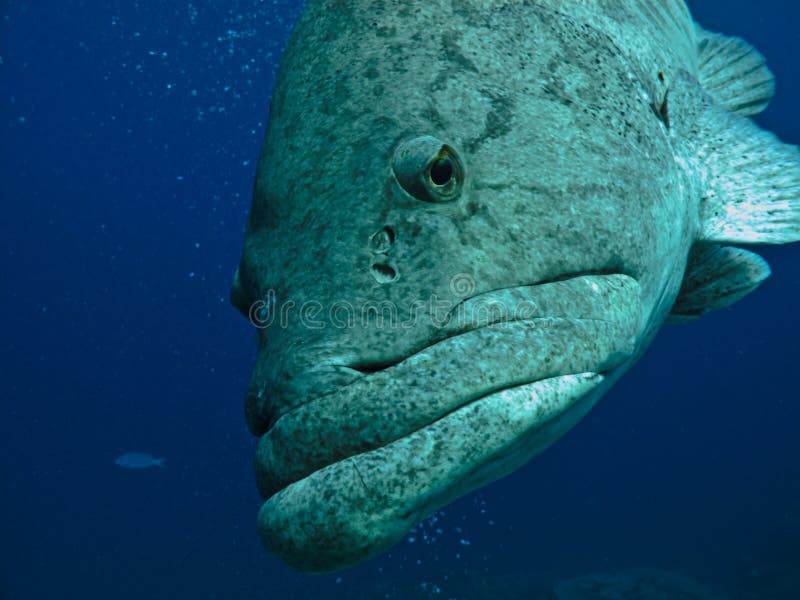 Giant Potato Fish Great Barrier Reef Stock Image - Image of potato ...