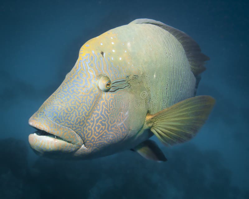 Giant Napoleon Fish stock image. Image of barrier, diver - 6481037