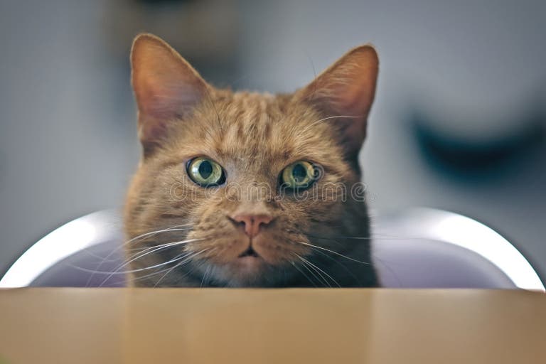 Curious Ginger Cat Looking Over a Table. Horizontal Image. Stock Photo ...