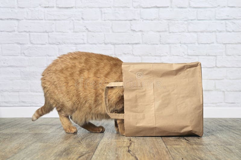 Curious Ginger Cat Stuck His Head Inside a Paper Bag. Stock Image ...