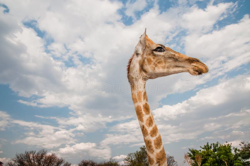 Curious Giraffe stock image. Image of close, south, ungulate - 46758945