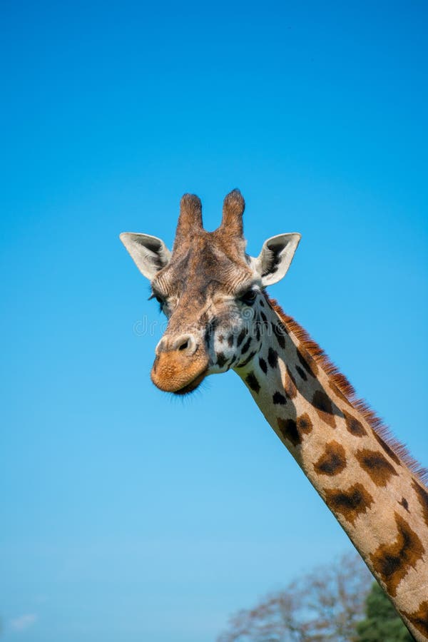 Giraffe Head Neck Looking Forward Blue Sky Background Stock Photos ...
