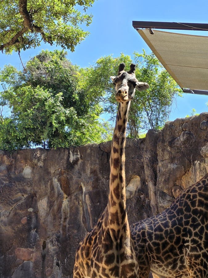 A Giraffe Watching the Camera Stock Photo - Image of giraffe, plant ...