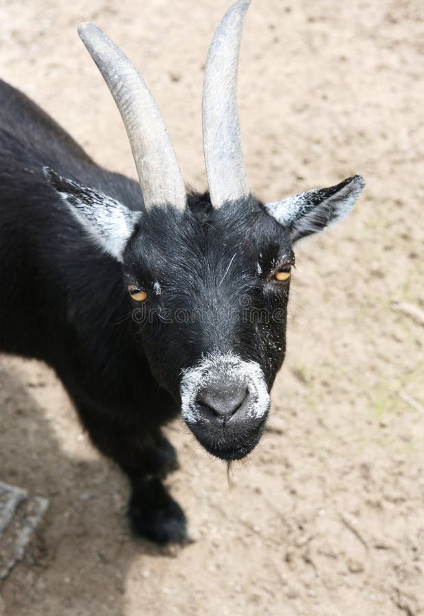 Curious Goat stock photo. Image of farm, livestock, brown - 11338740
