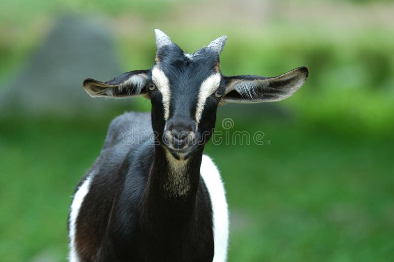 Curious Goat stock photo. Image of wildlife, white, unique - 1445236