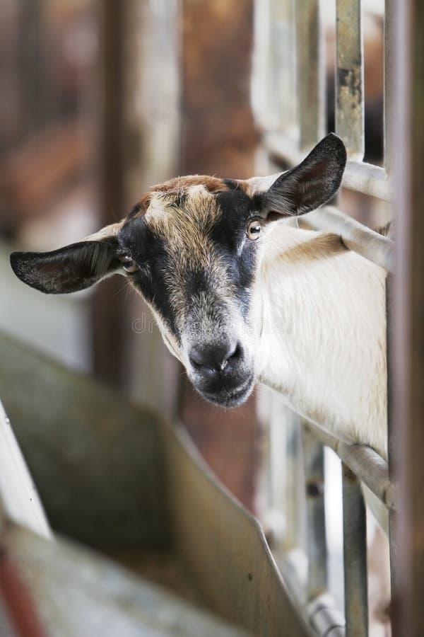 Curious Goat stock image. Image of frame, farmyard, curiosity - 246567