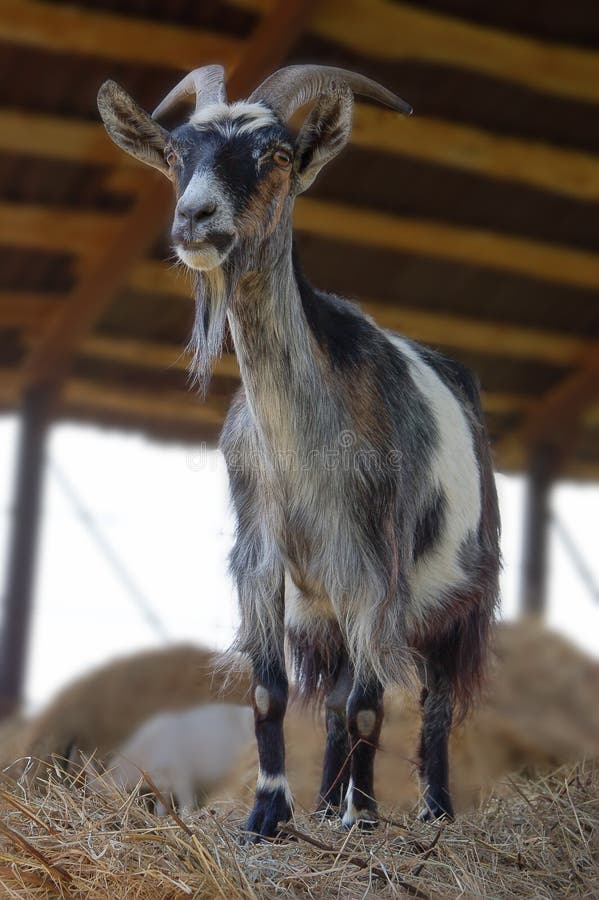 Curious goat. stock image. Image of animal, goat, stack - 7577367