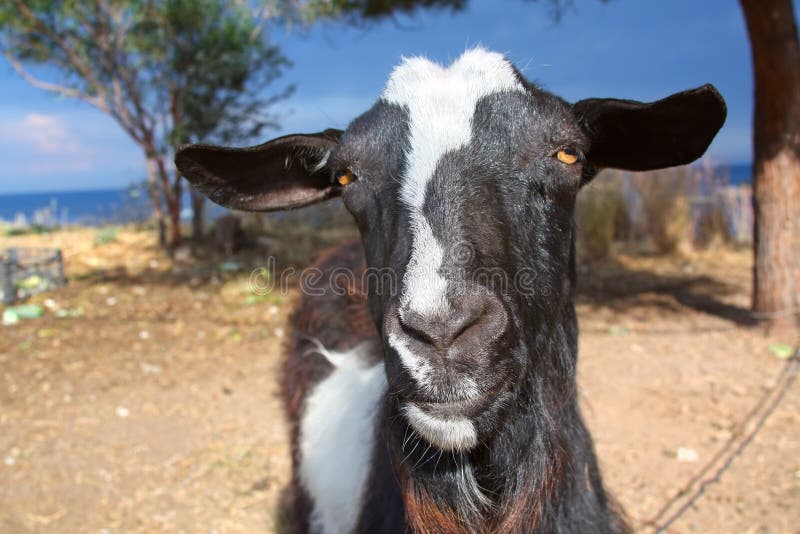 Curious goat stock photo. Image of animals, moving, head - 41648854