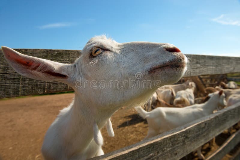 Goat Envies Birds stock photo. Image of husbandry, horn - 137188908