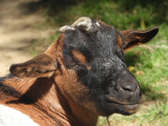 Curious Goat Facing the Camera with Its Head Tilted Back Stock Photo ...