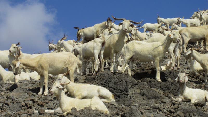 Goat Pack Animals stock photo. Image of goat, pack, nature - 21783212