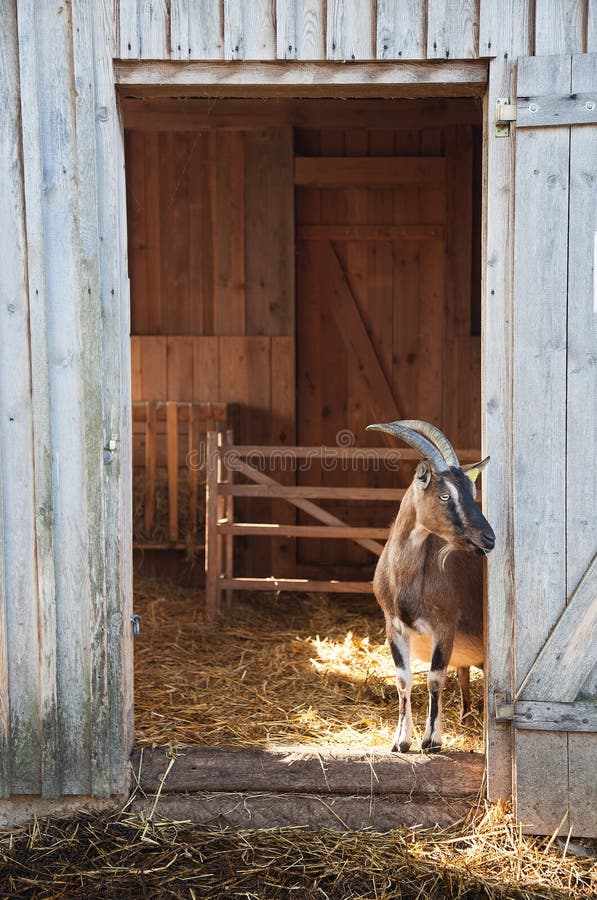 A Goat Looking Through A Door Stock Image - Image of captive, facebook ...
