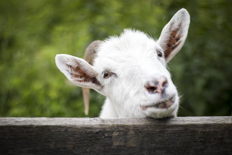 Curious goat stock photo. Image of ears, tree, white, domestic - 2026874
