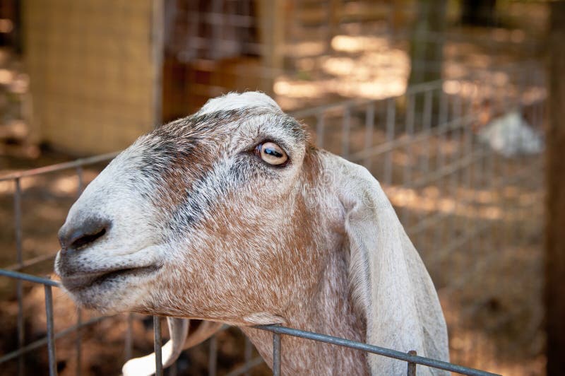 Curious Goat stock image. Image of capra, depth, caprinae - 34356549