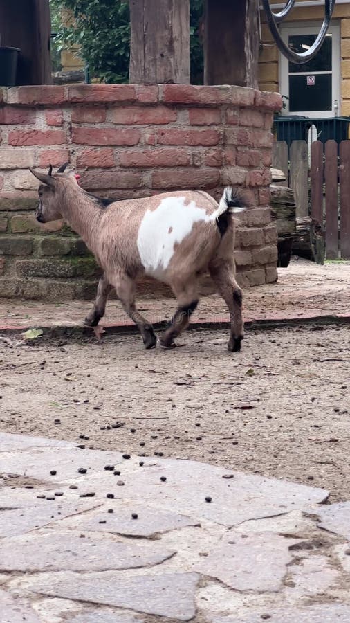 Goat Explores the Zoo Habitat during Afternoon Visit Stock Video ...