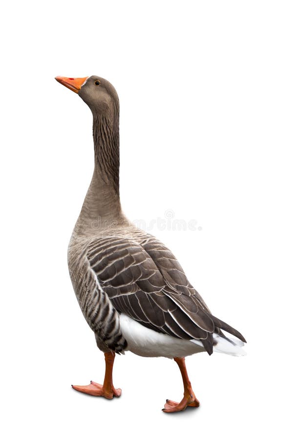 Black and White Cow Image Isolated on the White Background Stock Image ...