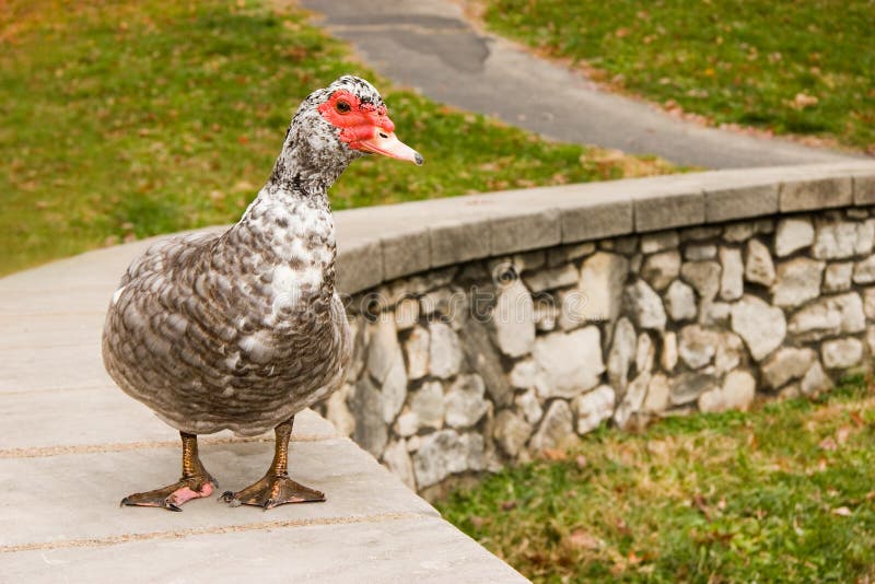Curious goose stock photo. Image of legs, search, wing - 126203150